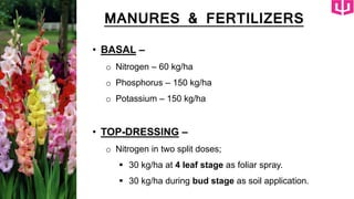 Production Technology of Gladiolus | PPTX