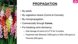 Production Technology of Gladiolus | PPTX