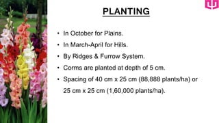 Production Technology of Gladiolus | PPTX