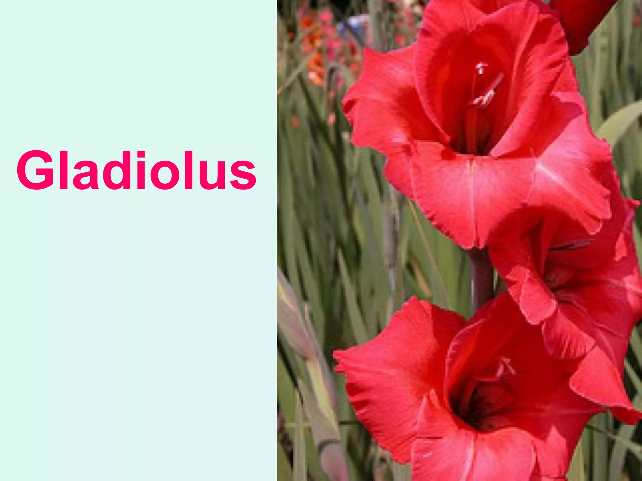 Gladiolus Culture.ppt