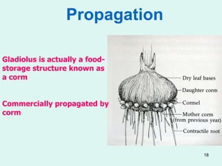 Gladiolus Culture.ppt