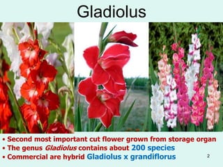 Gladiolus Culture.ppt