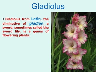 Gladiolus Culture.ppt