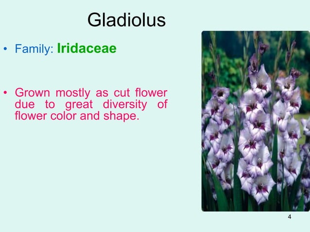 Gladiolus Culture.ppt | Gardening | Home & Garden