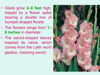 Gladiolus Culture.ppt