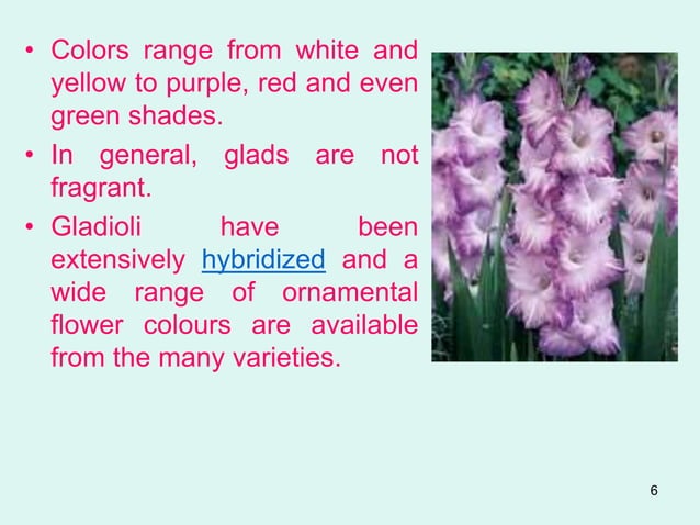 Gladiolus Culture.ppt | Gardening | Home & Garden