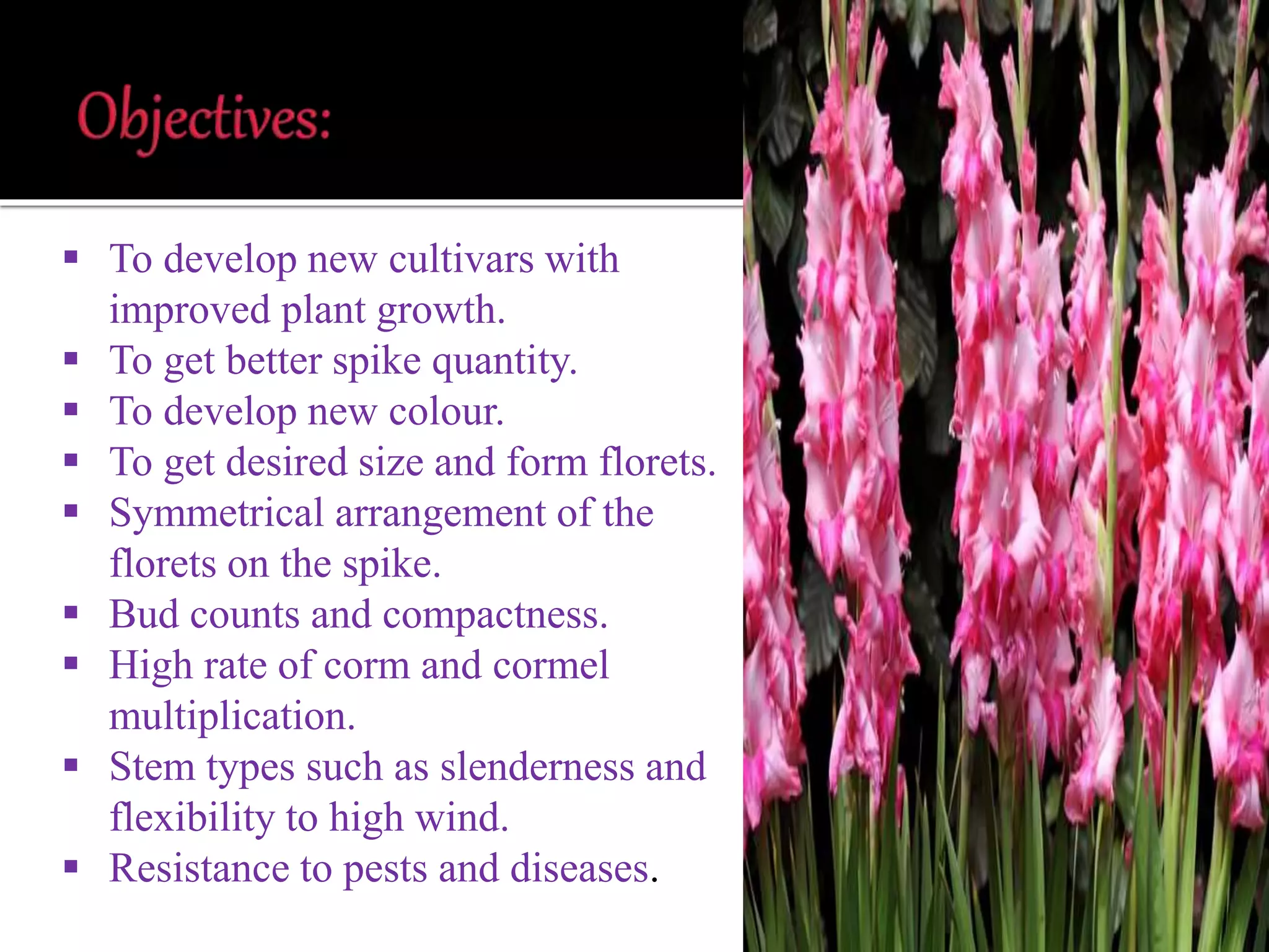 Gladiolus objectives & breeding methods | PPT