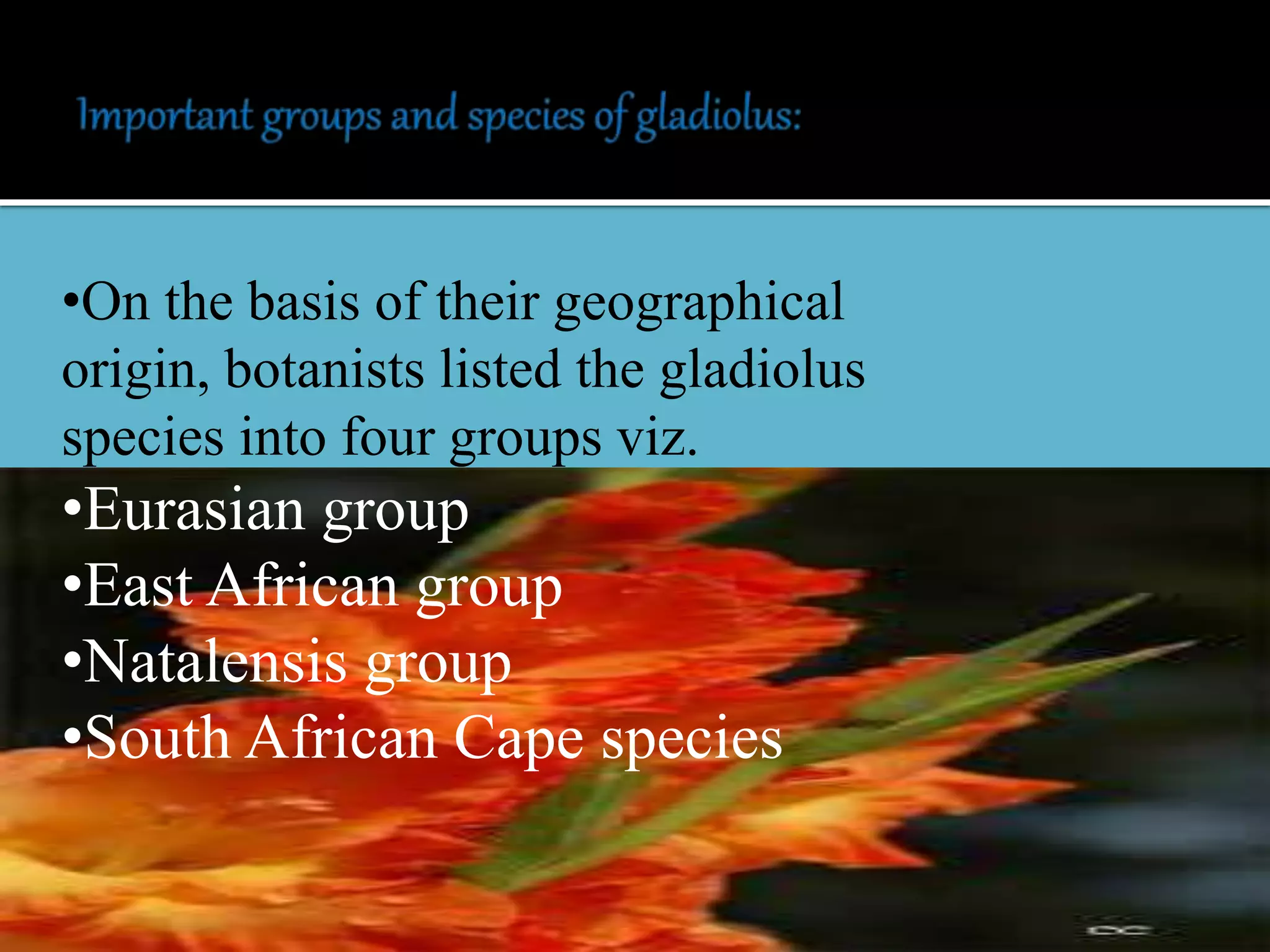 Gladiolus objectives & breeding methods | PPTX