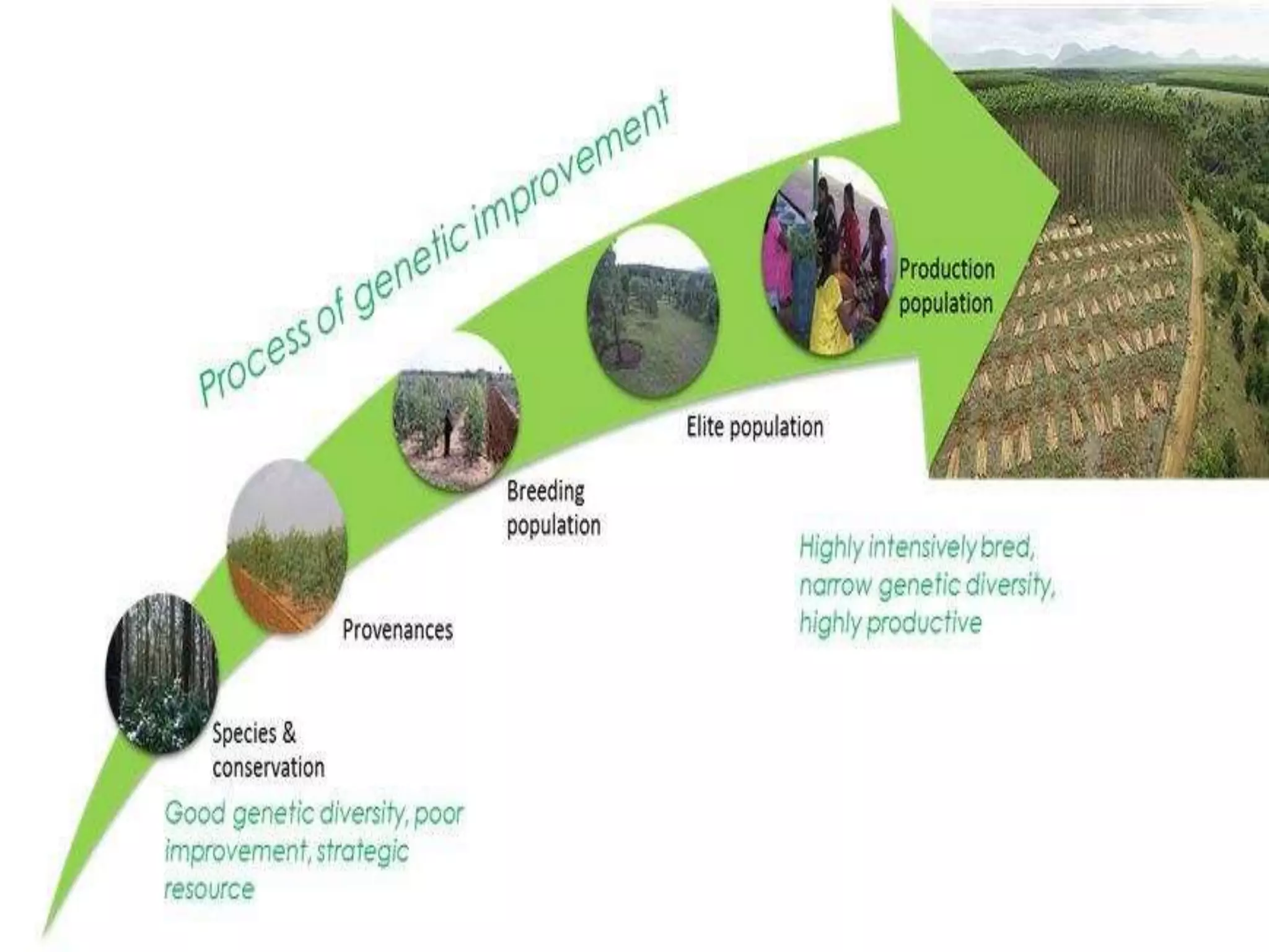 Gladiolus objectives & breeding methods | PPTX