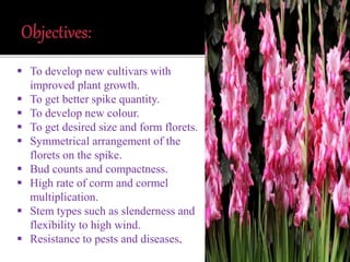 Gladiolus objectives & breeding methods | PPT