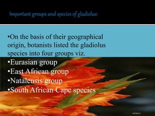 Gladiolus objectives & breeding methods | PPT