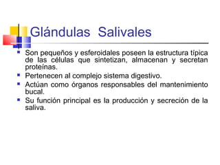 Glan.salivales | PPT