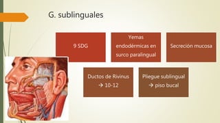 Enf. de glandulas salivales en pediatria | PPTX