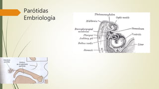 Enf. de glandulas salivales en pediatria | PPTX