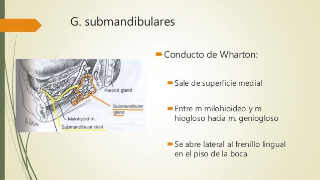 Enf. de glandulas salivales en pediatria