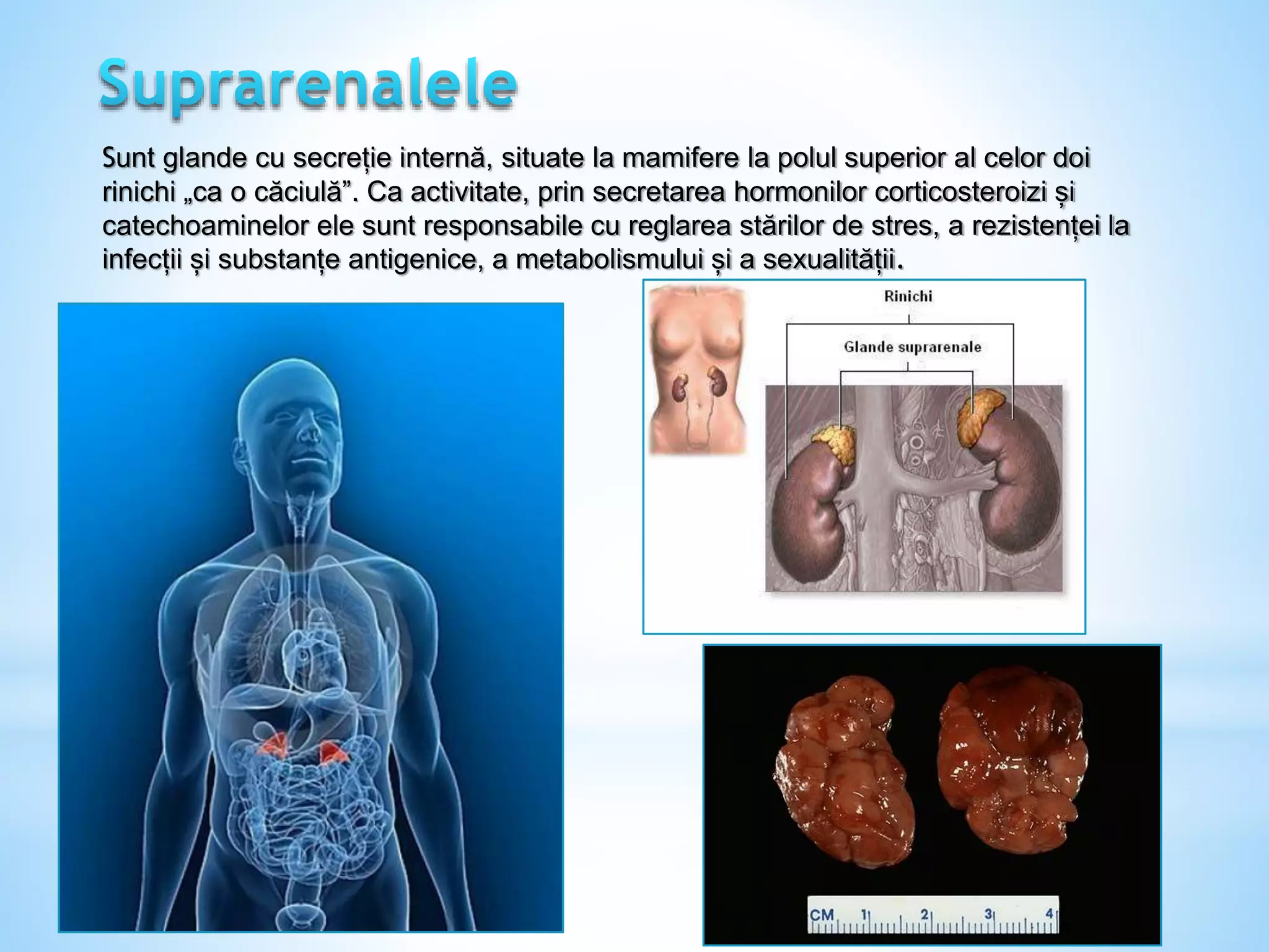 Glandele endocrine.pptx