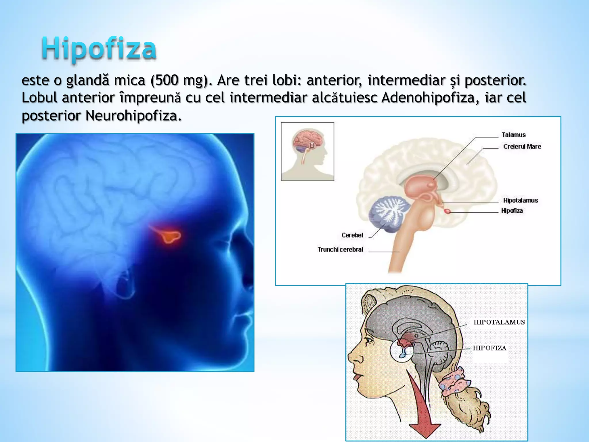 Glandele endocrine.pptx