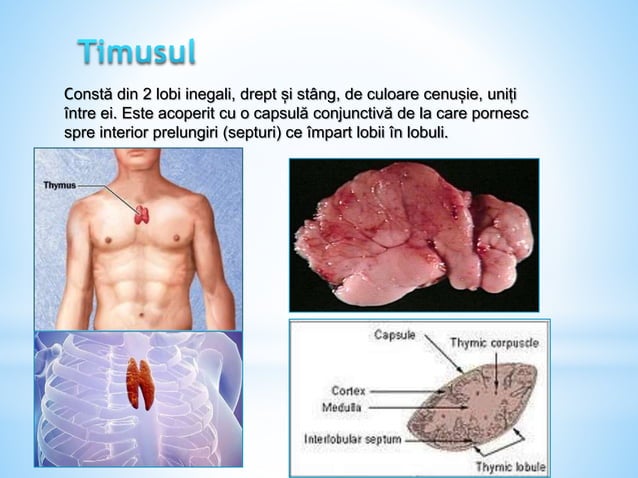 Glandele endocrine.pptx