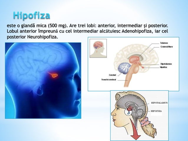 Glandele endocrine.pptx