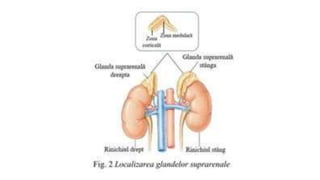 glandele_endocrine_si_hormonii.pptx