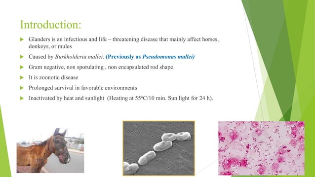 Glander orientation program | PPTX