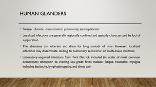 Bacterial disease horse duseaseGlanders.ppt