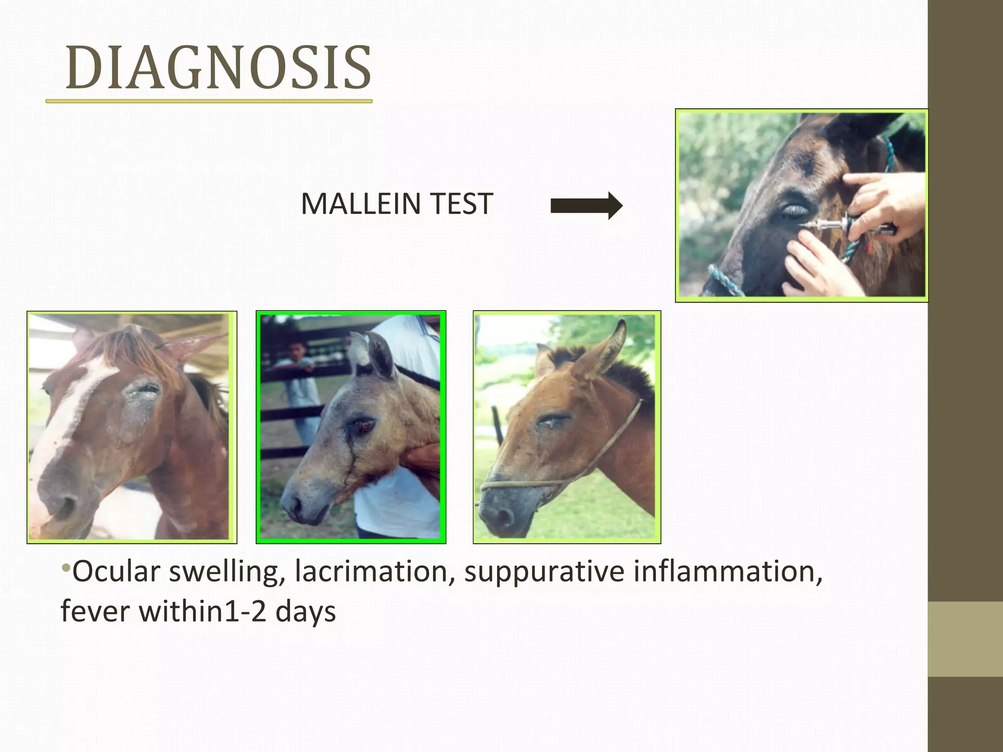 CHEMO-IMMUNOTHERAPY FOR GLANDERS | PPT