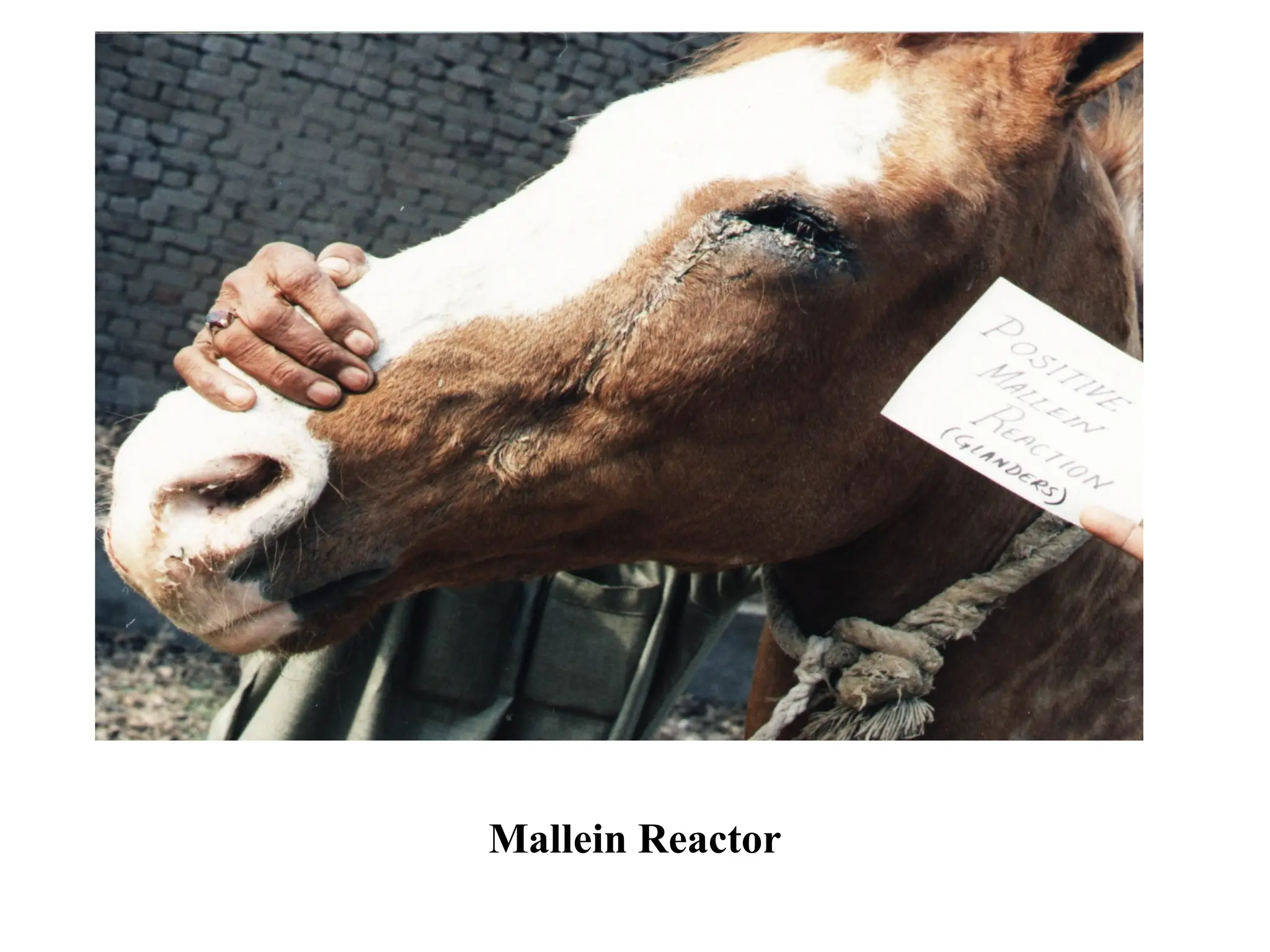 Glandes, mallein, IDP test__reactors.ppt