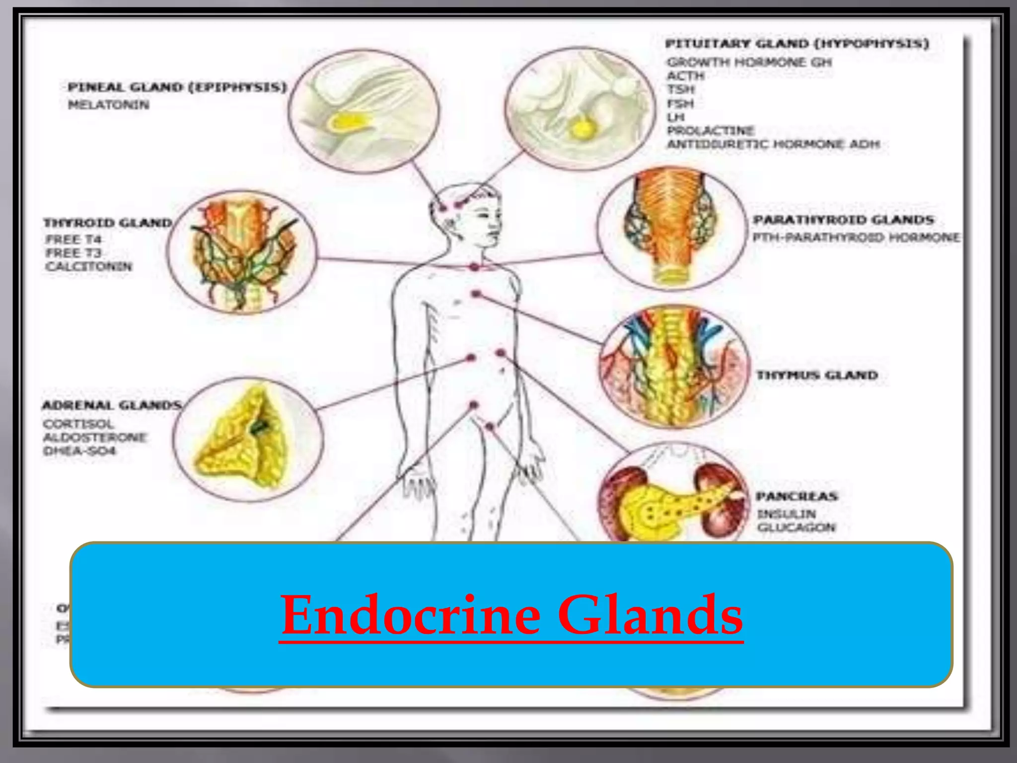 Glands | PPTX