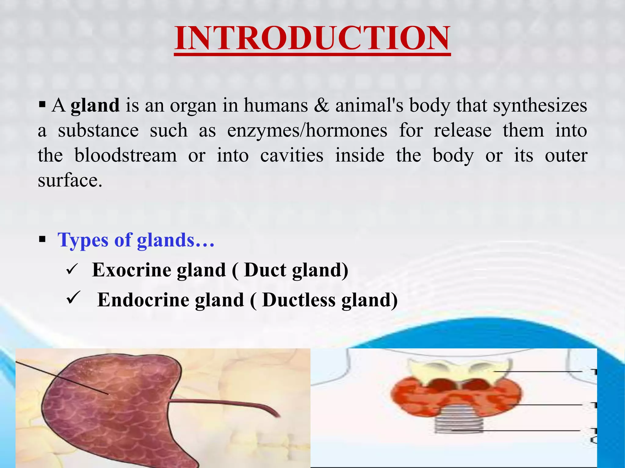 Glands | PPTX
