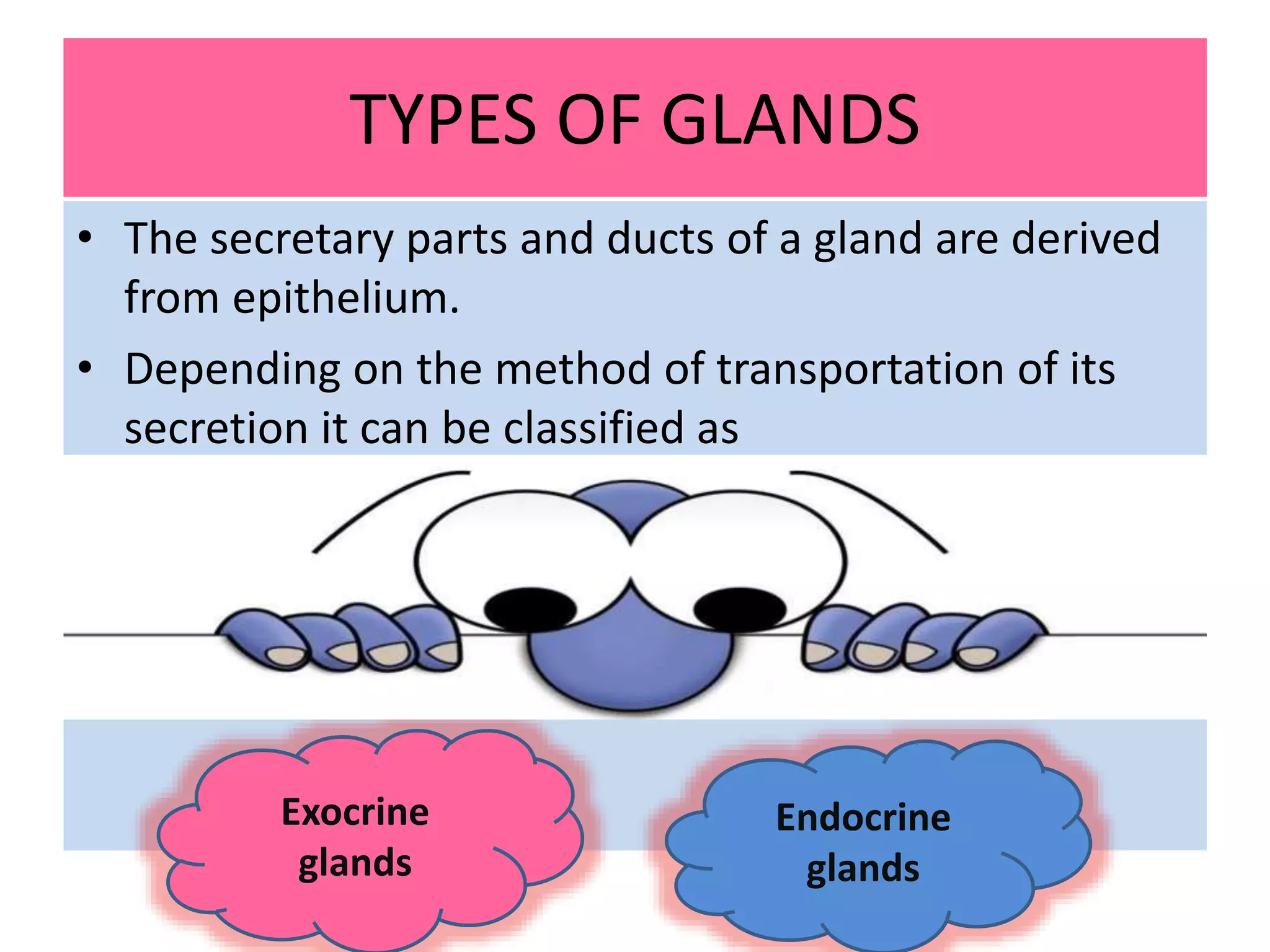 Glands | PPTX