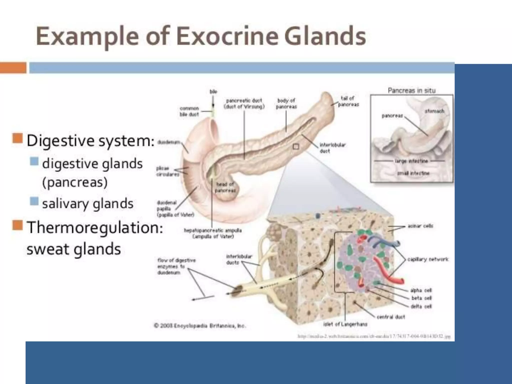Glands | PPTX