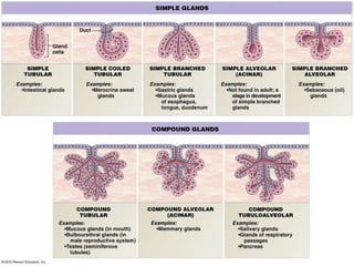 Glands | PPT