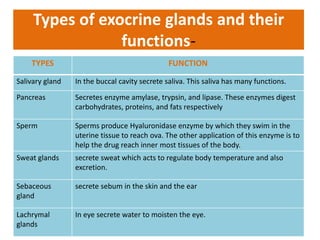 Glands | PPTX