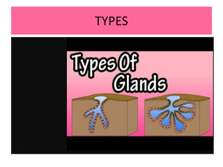 Glands | PPTX