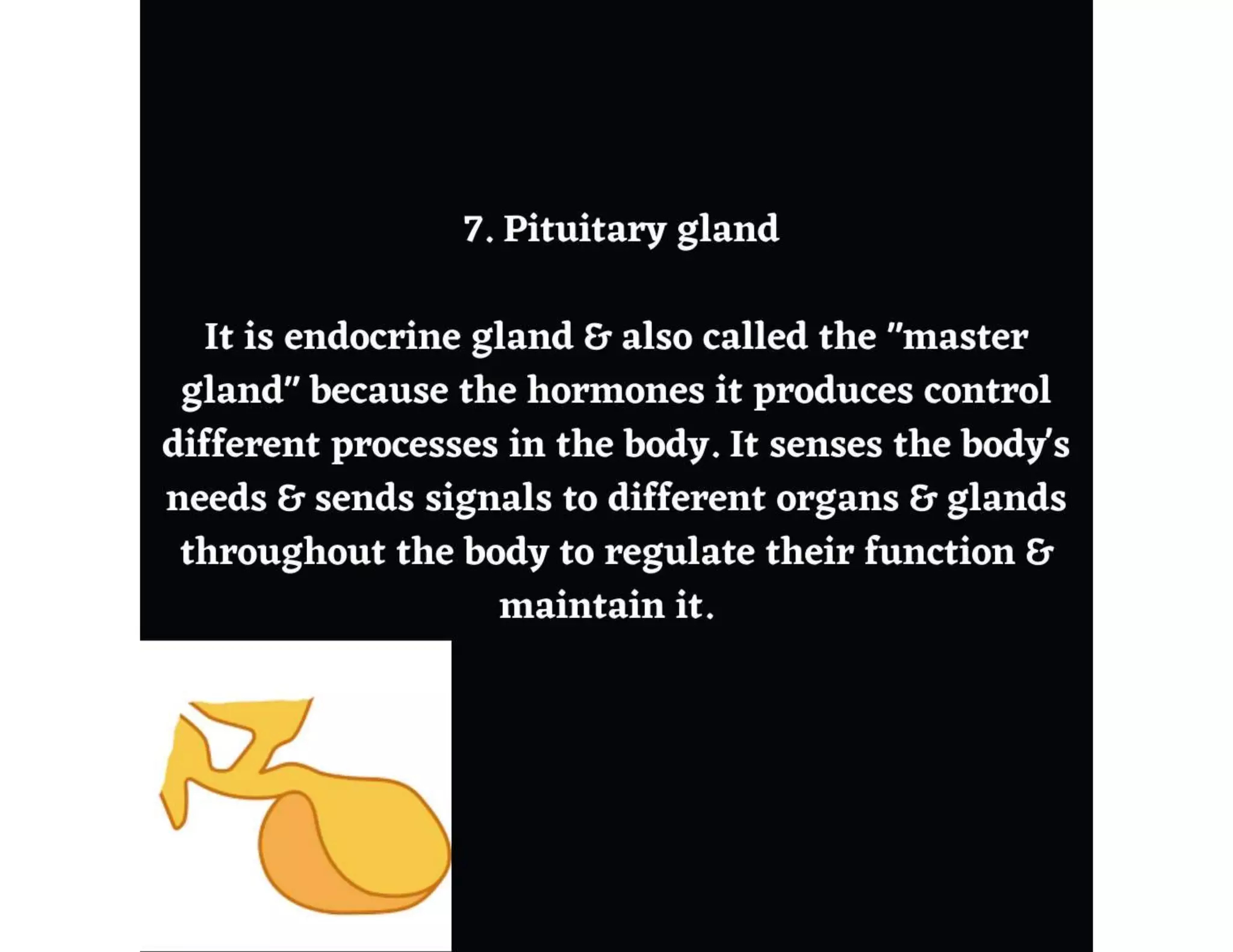 glands.ppt