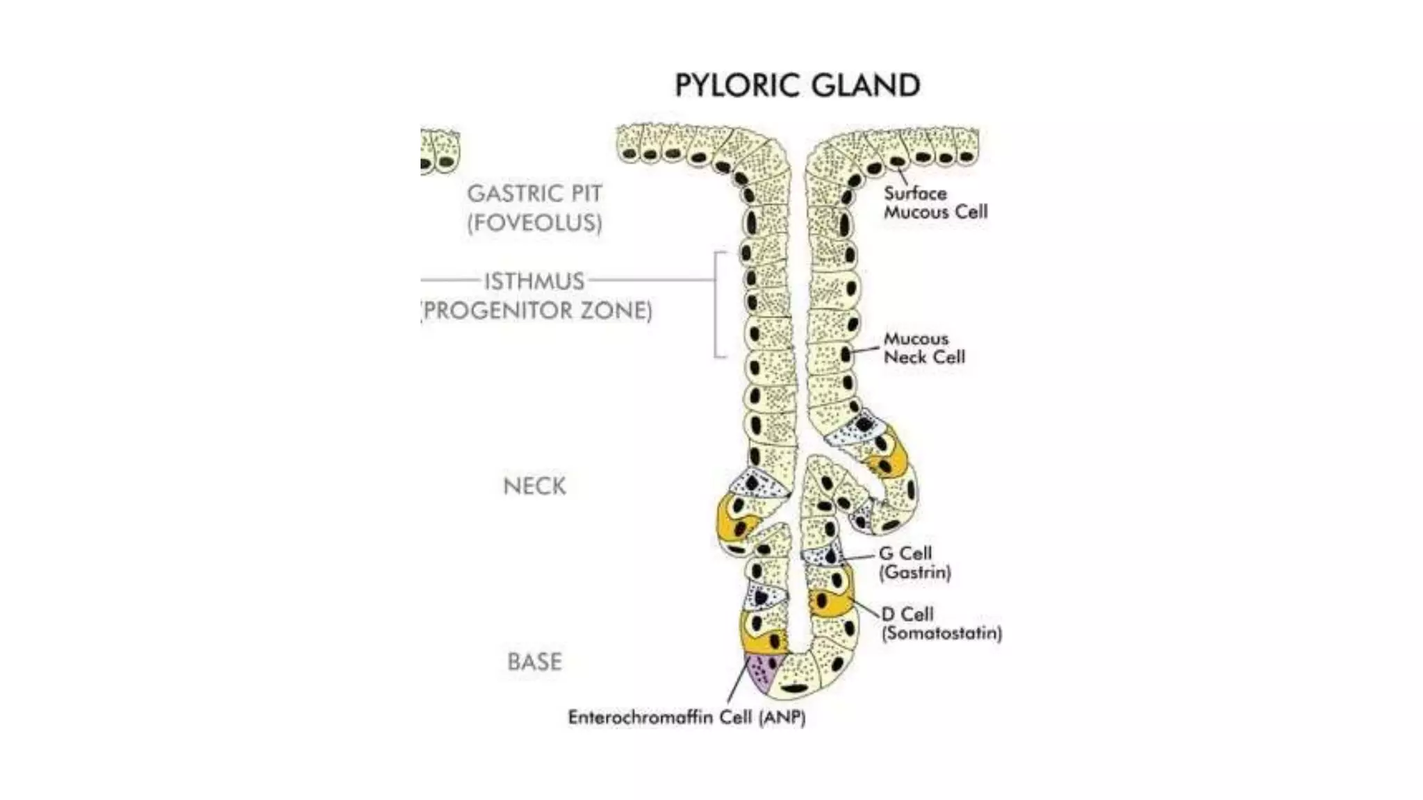 Glands.pptx