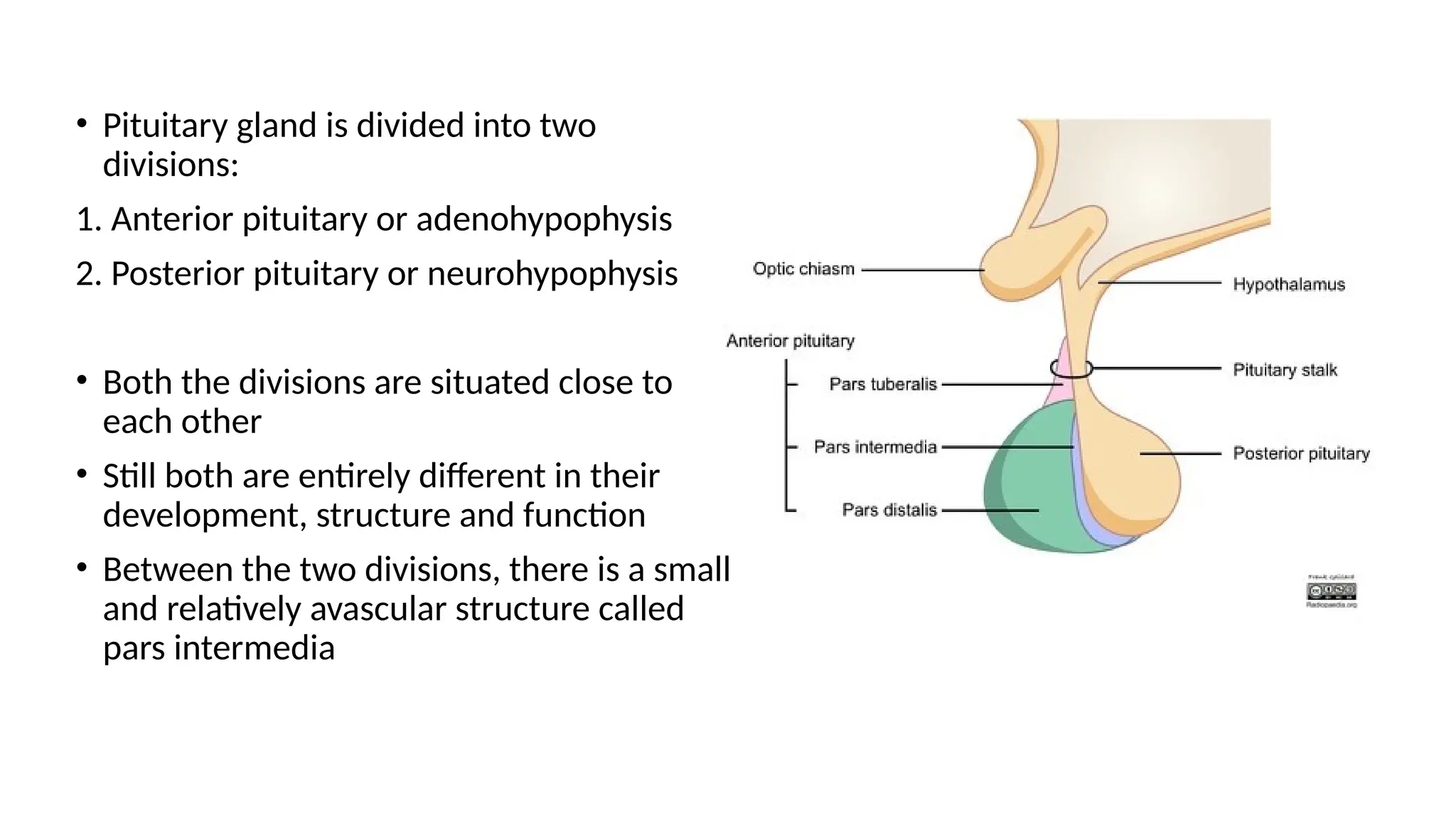 Glands.pptx BPT physiology 1 st yaer ... | PPTX