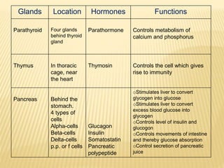 Endocrine System Function Chart