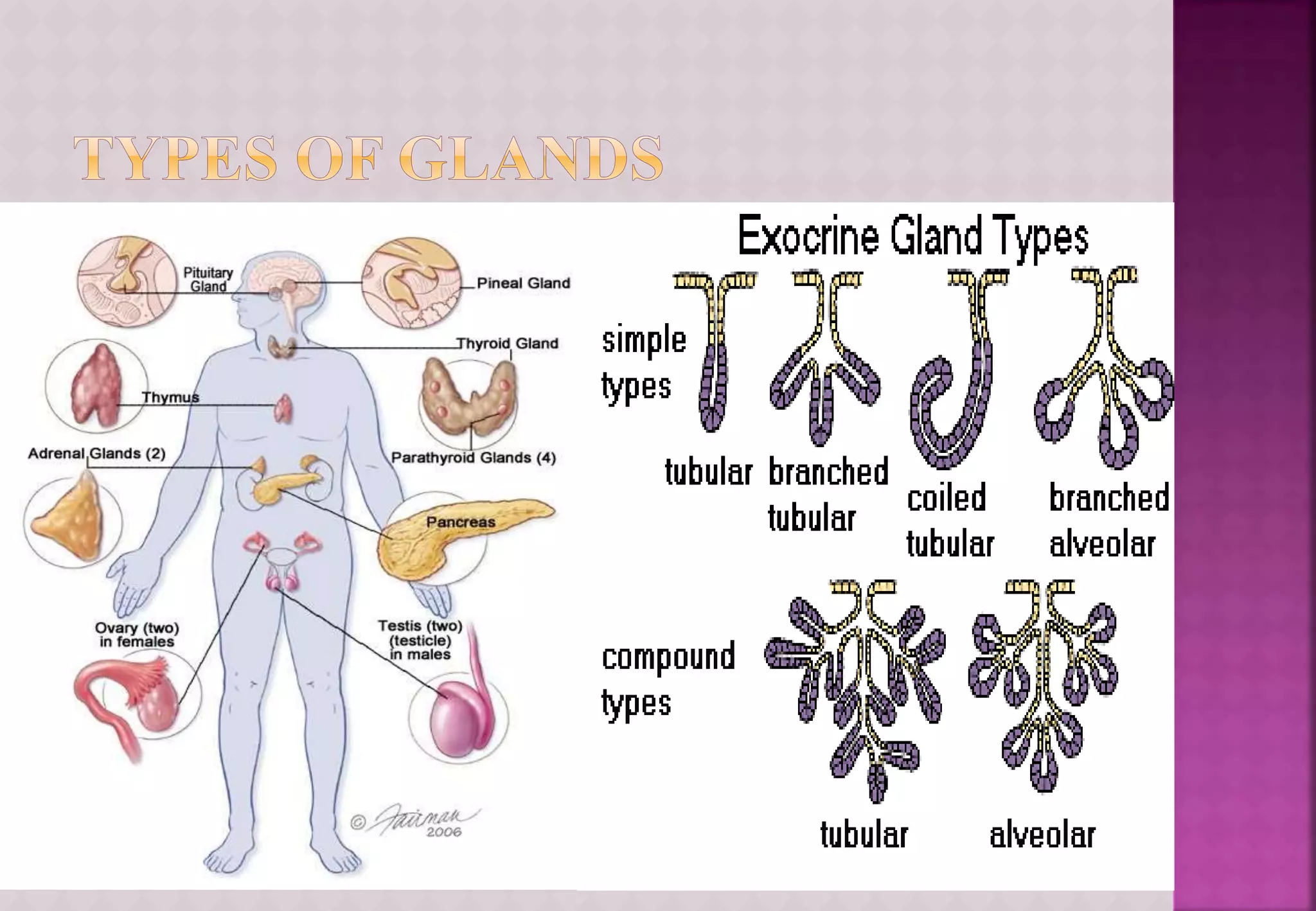 Glands and its types | PPTX