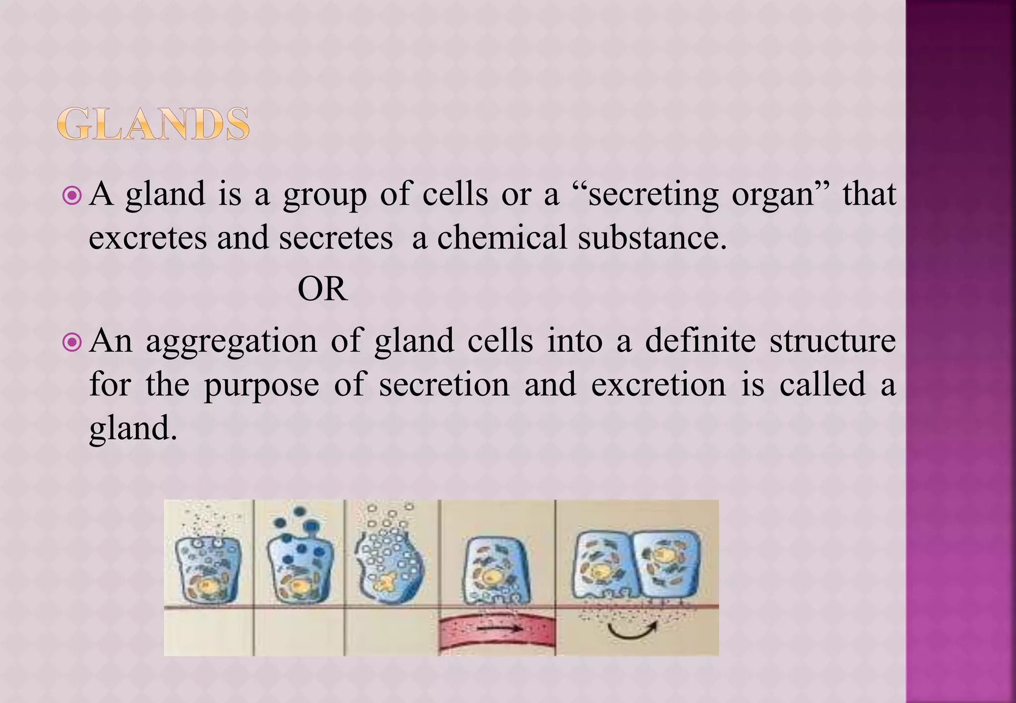 Glands and its types | PPTX