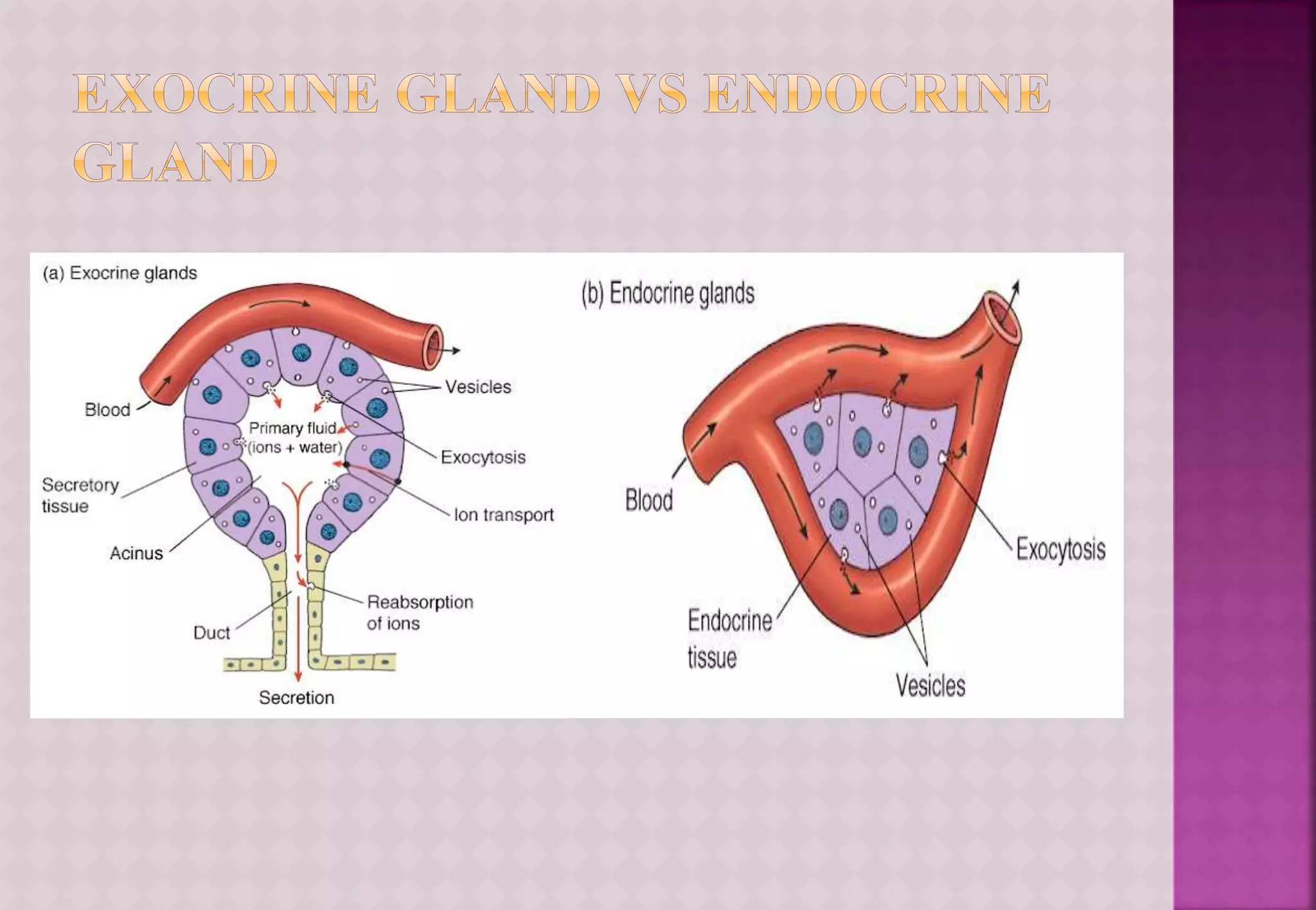 Glands and its types | PPTX