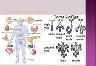 Glands and its types | PPTX