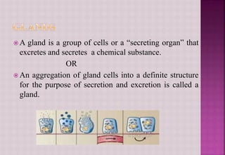 Glands and its types | PPTX
