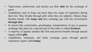 GLANDS and respiratory system.pptx