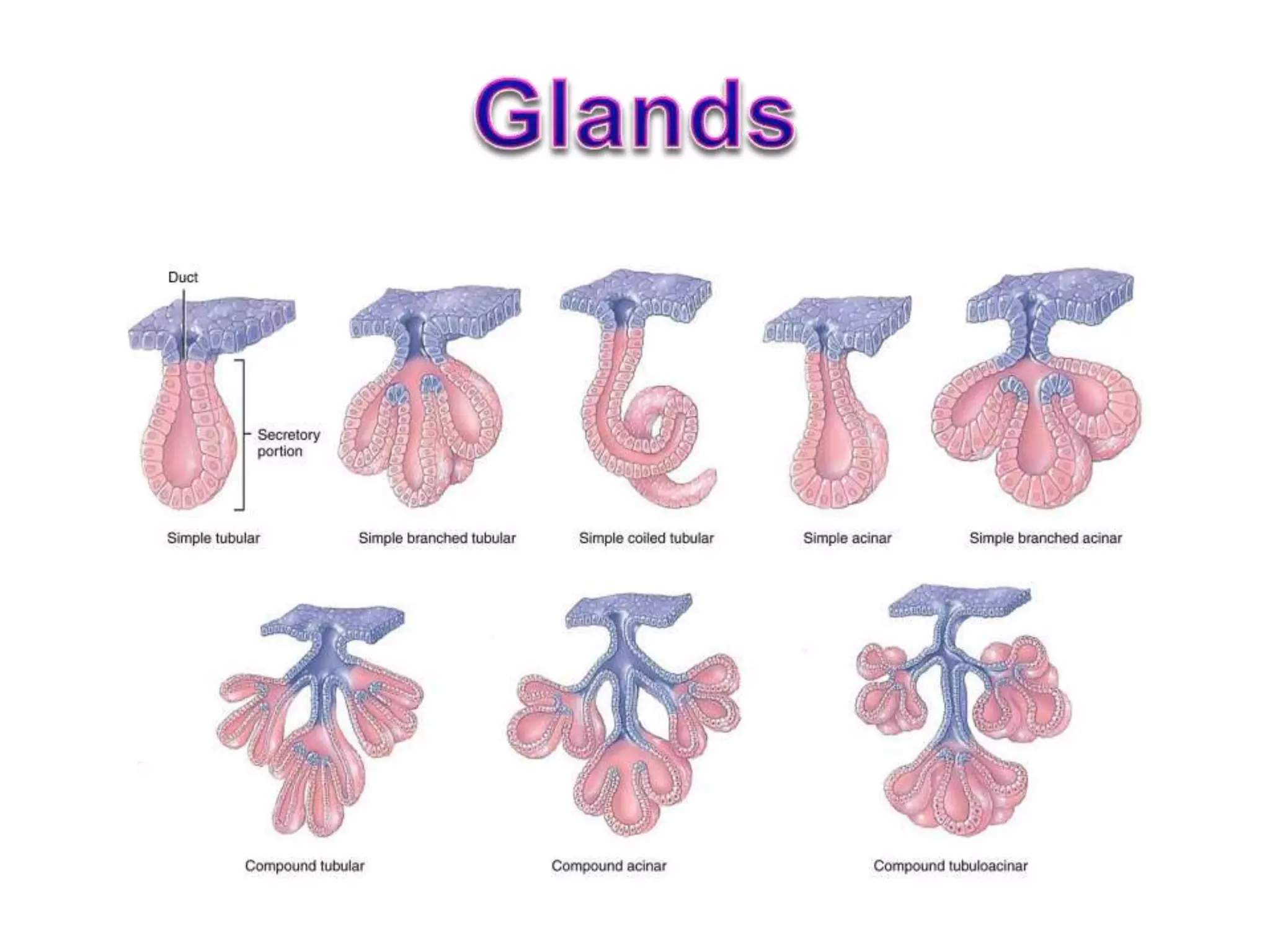 Glands histology | PPTX