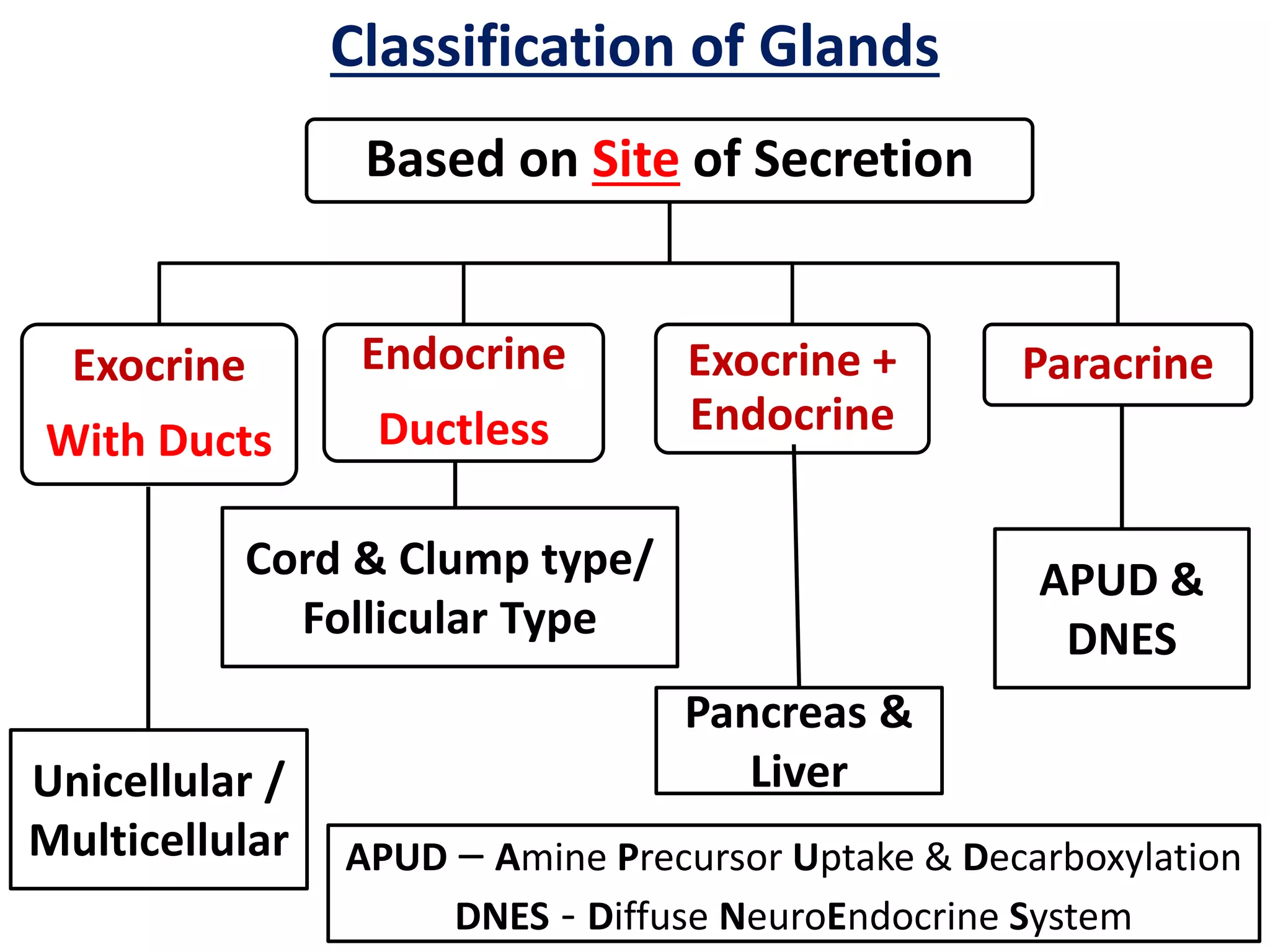 Glands histology | PPTX