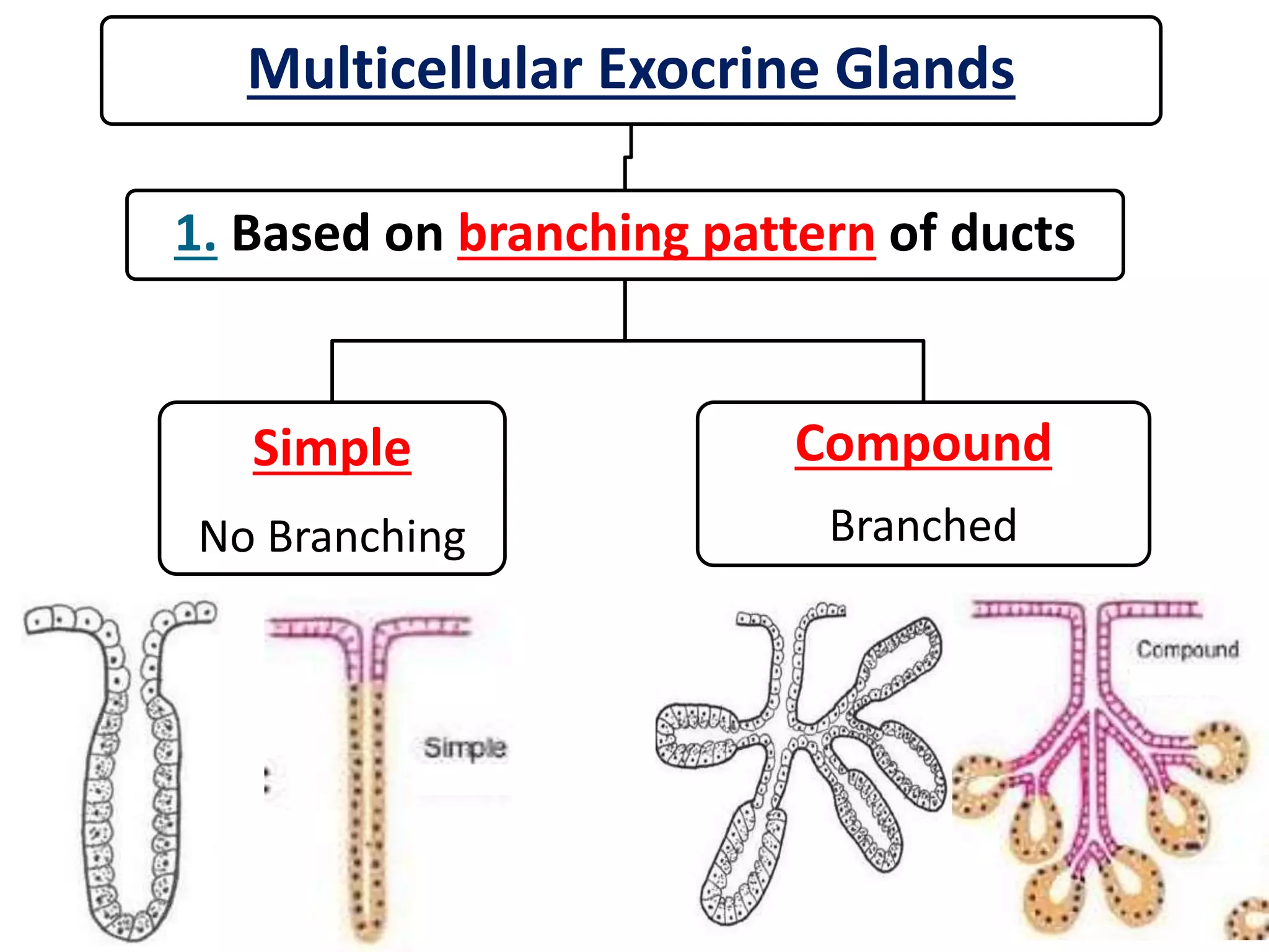 Glands histology | PPTX