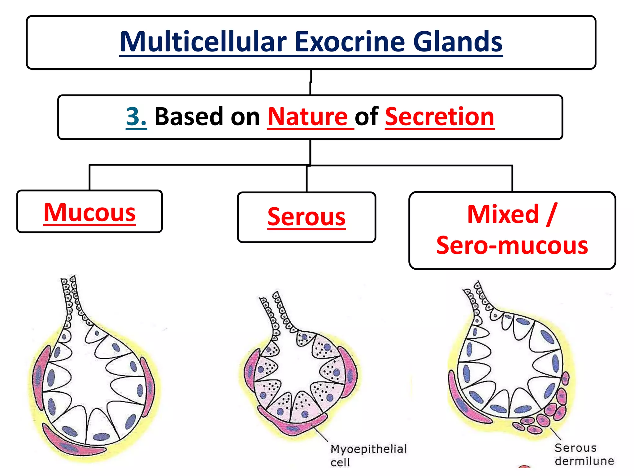 Glands histology | PPTX