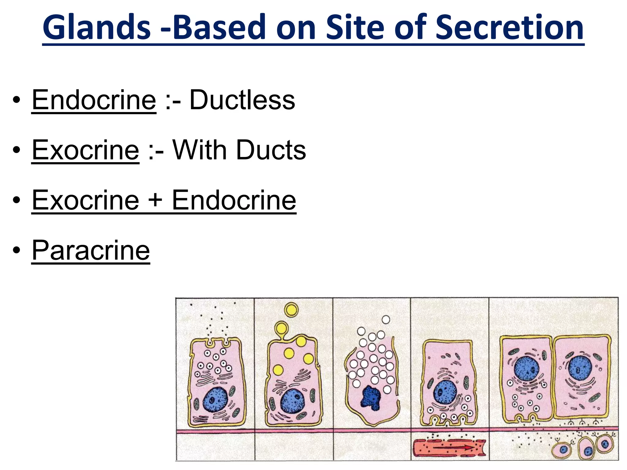 Glands histology | PPTX